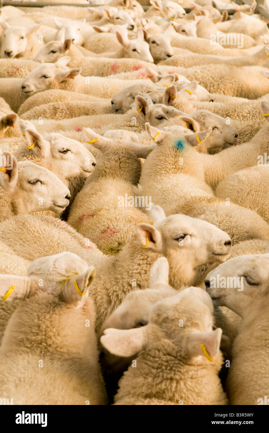 Dingwall auction mart hi-res stock photography and images - Alamy