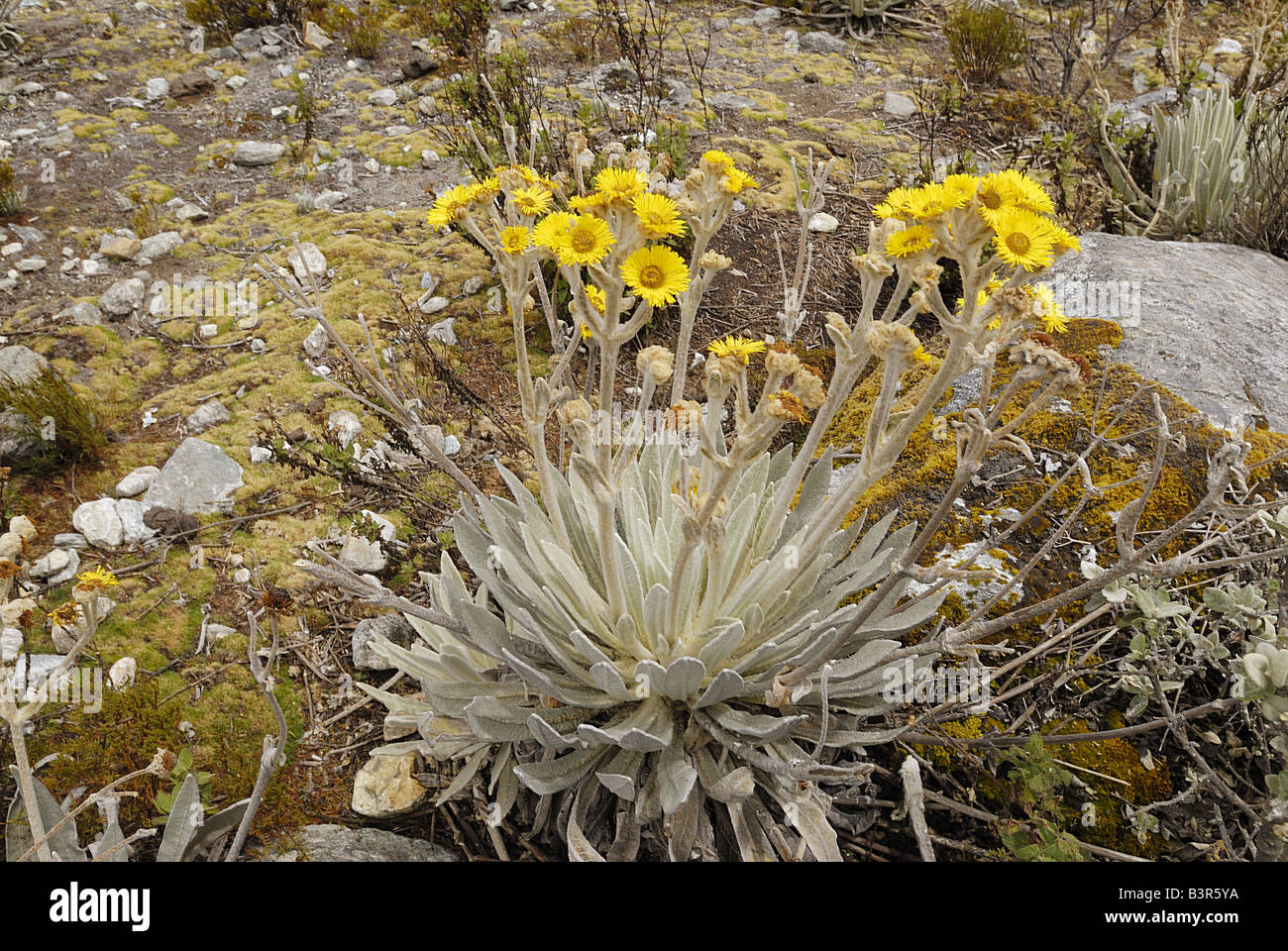 Frailejons hi-res stock photography and images - Alamy