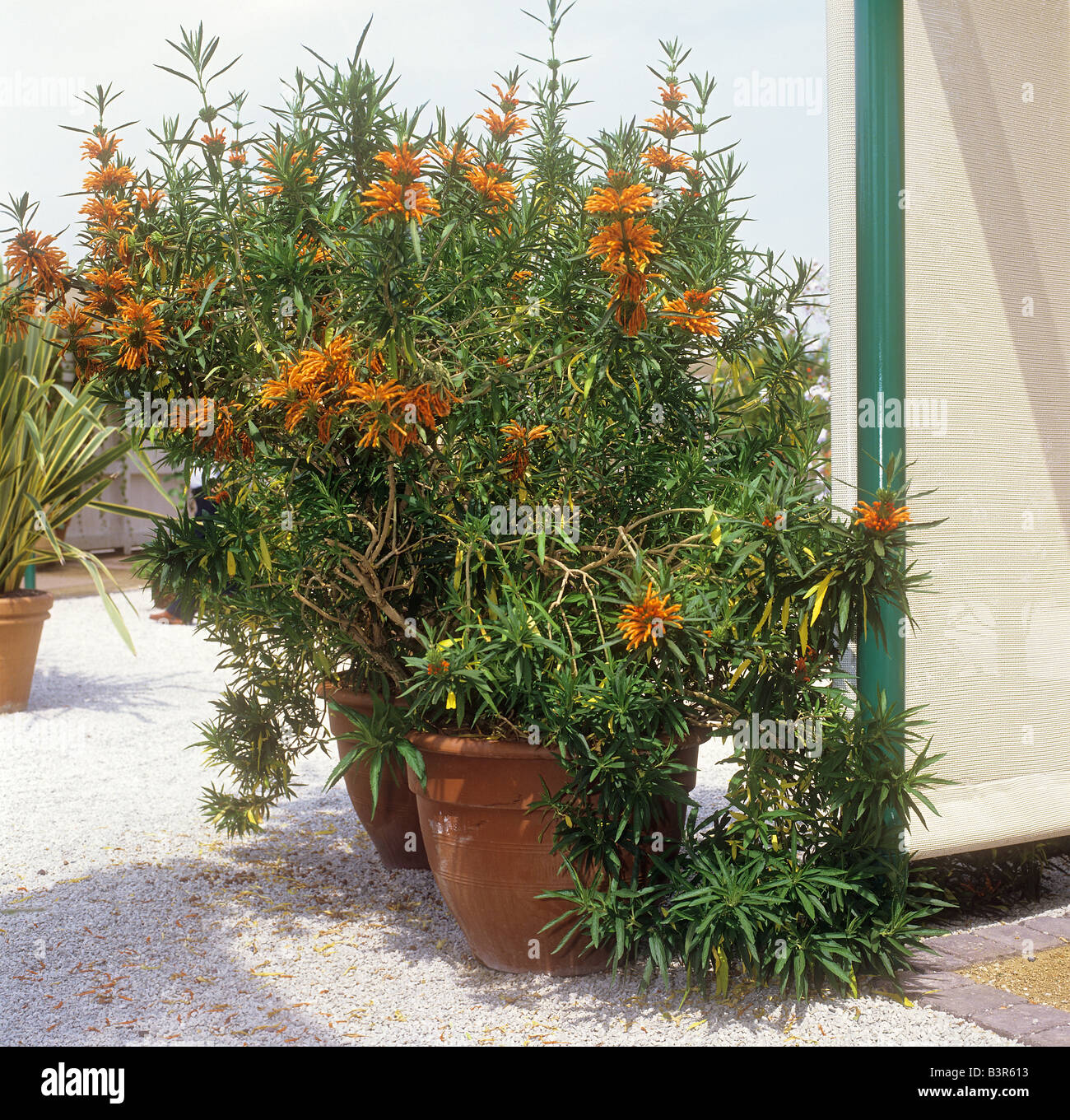 Lion's ear / Leonotis leonurus Stock Photo - Alamy