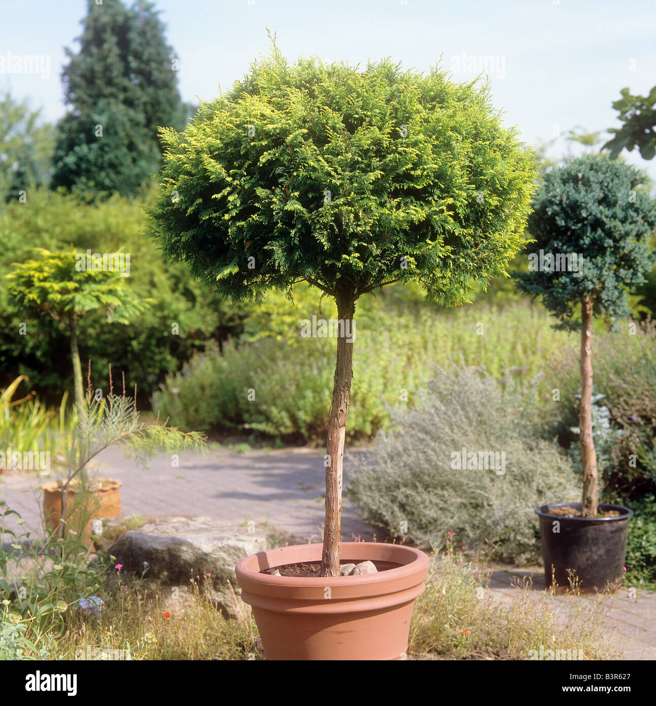Thuja in pot Stock Photo - Alamy