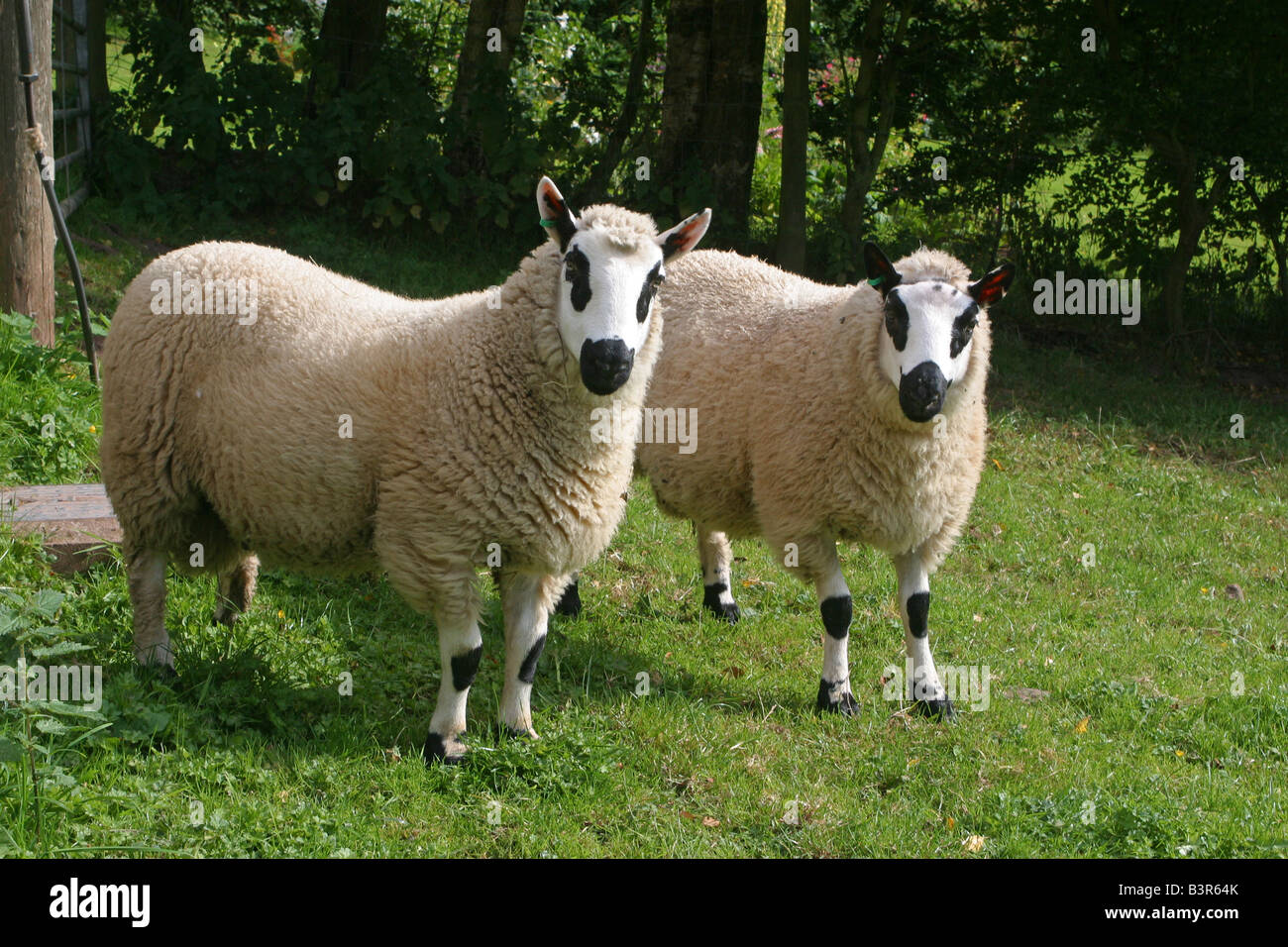 2 Kerry hill sheep standing facing on field.Welsh farm Carmarthenshire ...