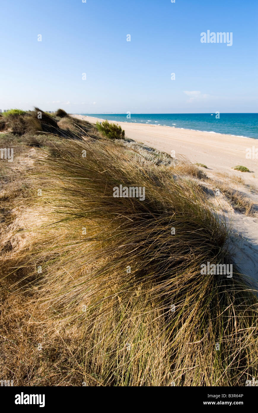 Sand dunes and beach of nature reserve of L Albufera Valencia Spain ...