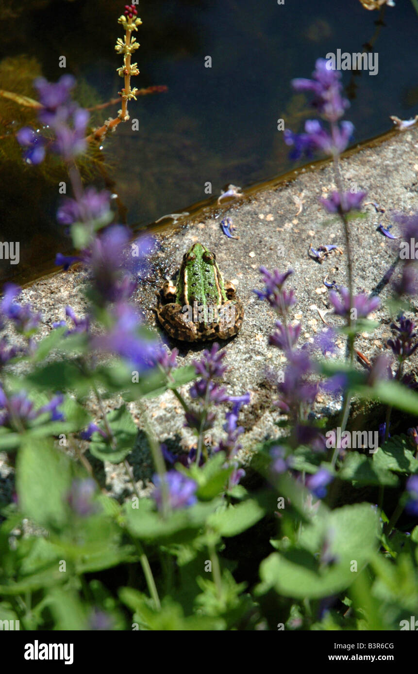 A frog by the pond Stock Photo - Alamy