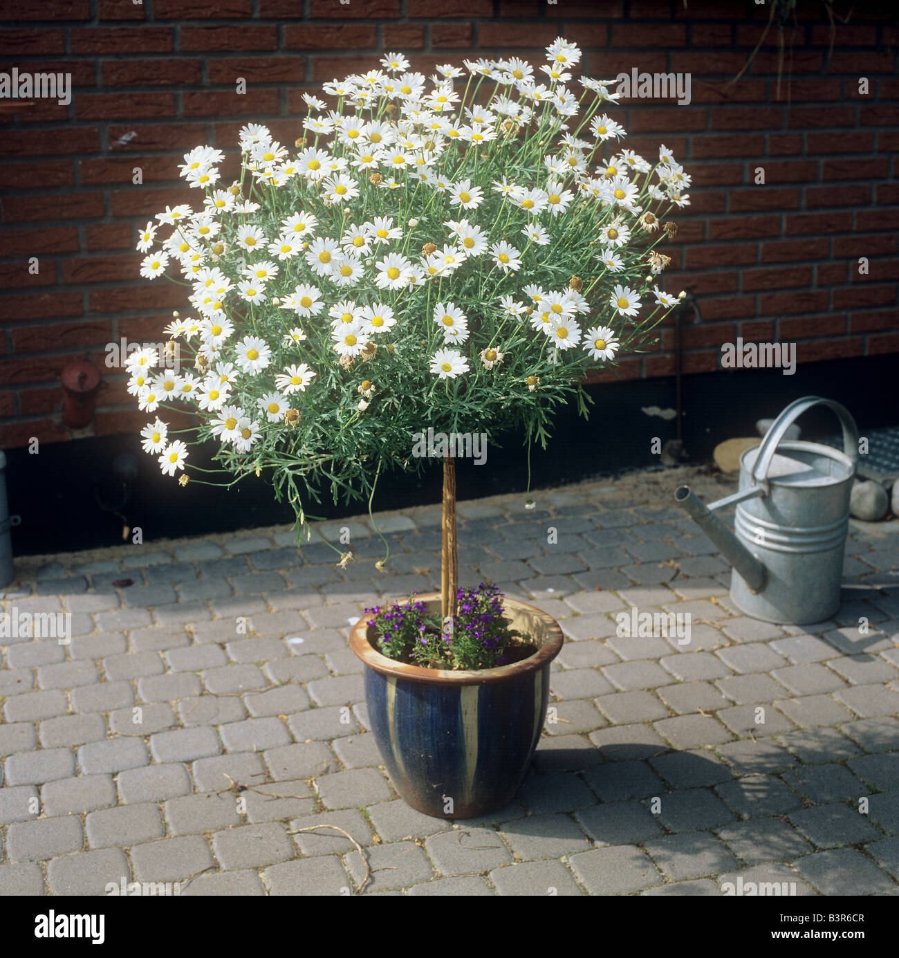 Marguerite Daisy Tree