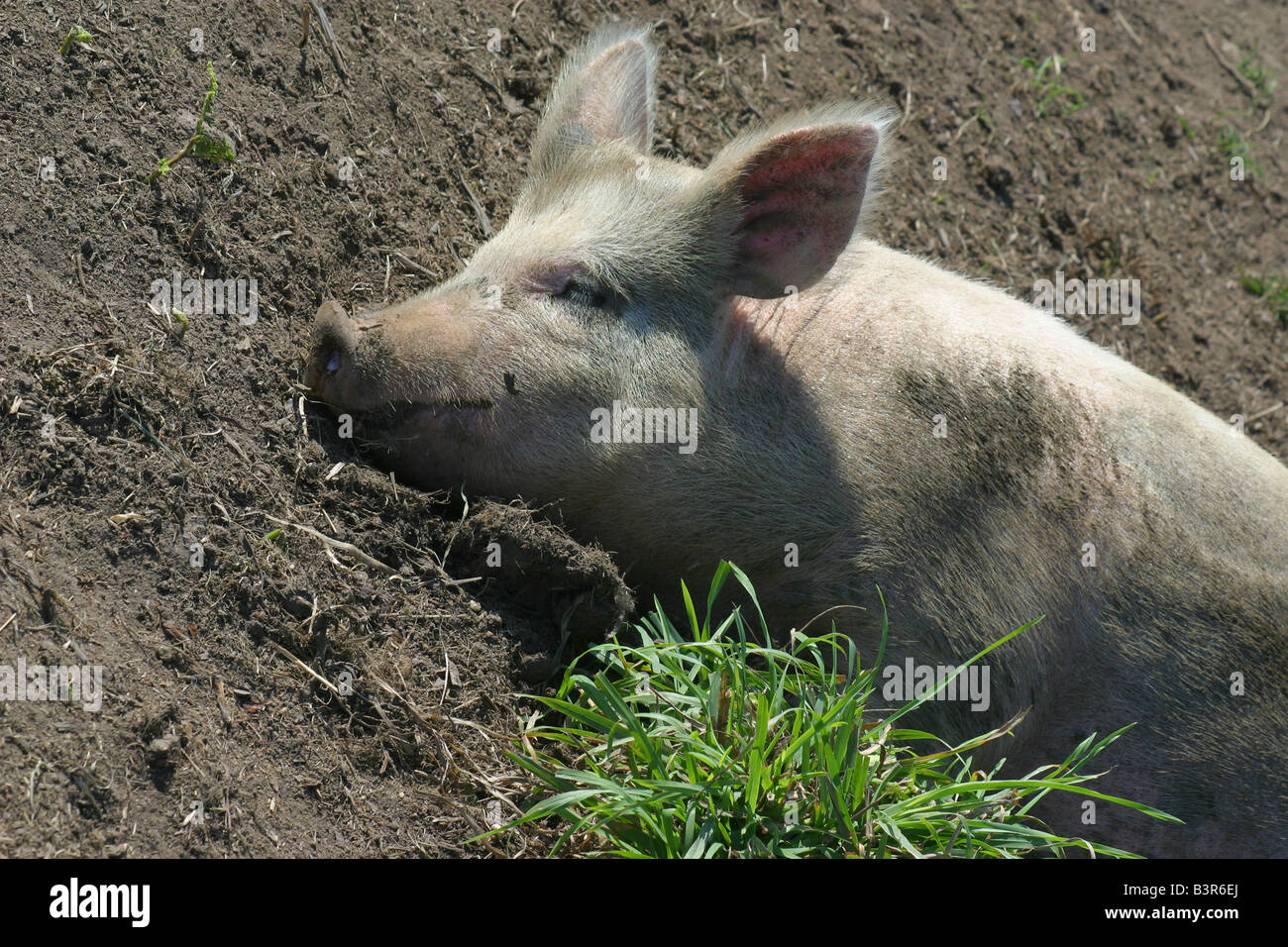 Free Ranging Swine High Resolution Stock Photography and Images - Alamy