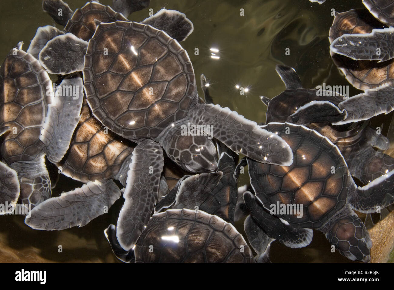 Baby turtles at a turtle conservation project in Sri Lanka Stock Photo ...