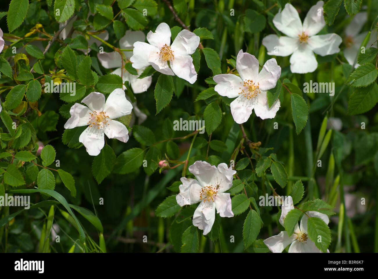 Rosa canina lit Dog Rose Rosehip Stock Photo - Alamy