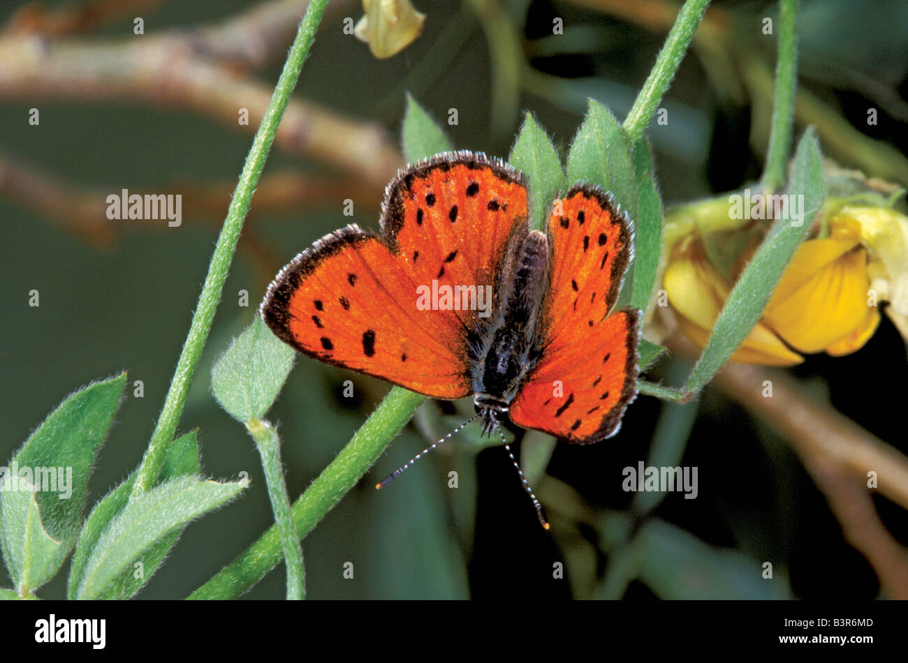 Lustrous Copper butterfly Lycaena cupreus Stock Photo - Alamy