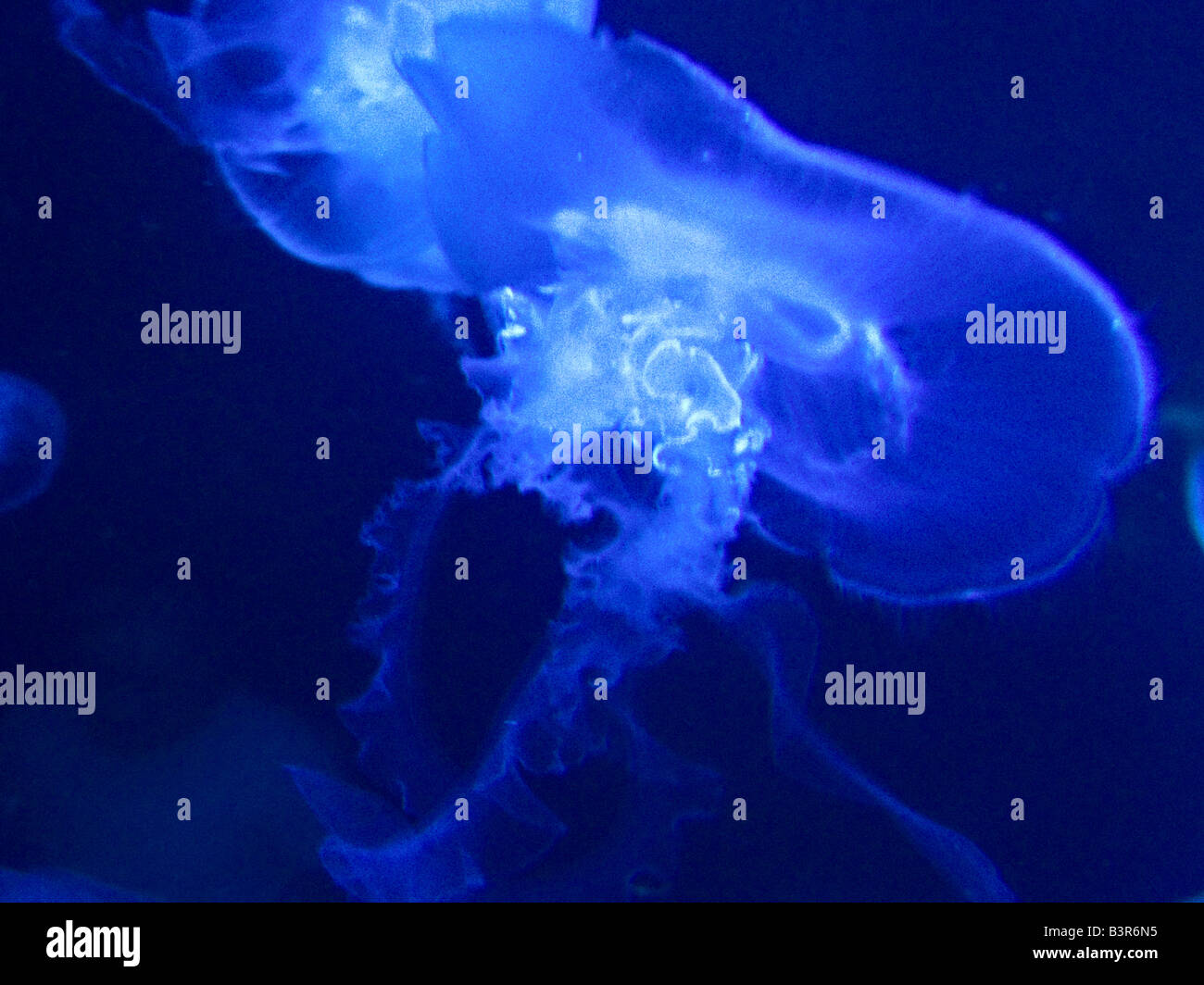 Jellyfish float hi-res stock photography and images - Alamy