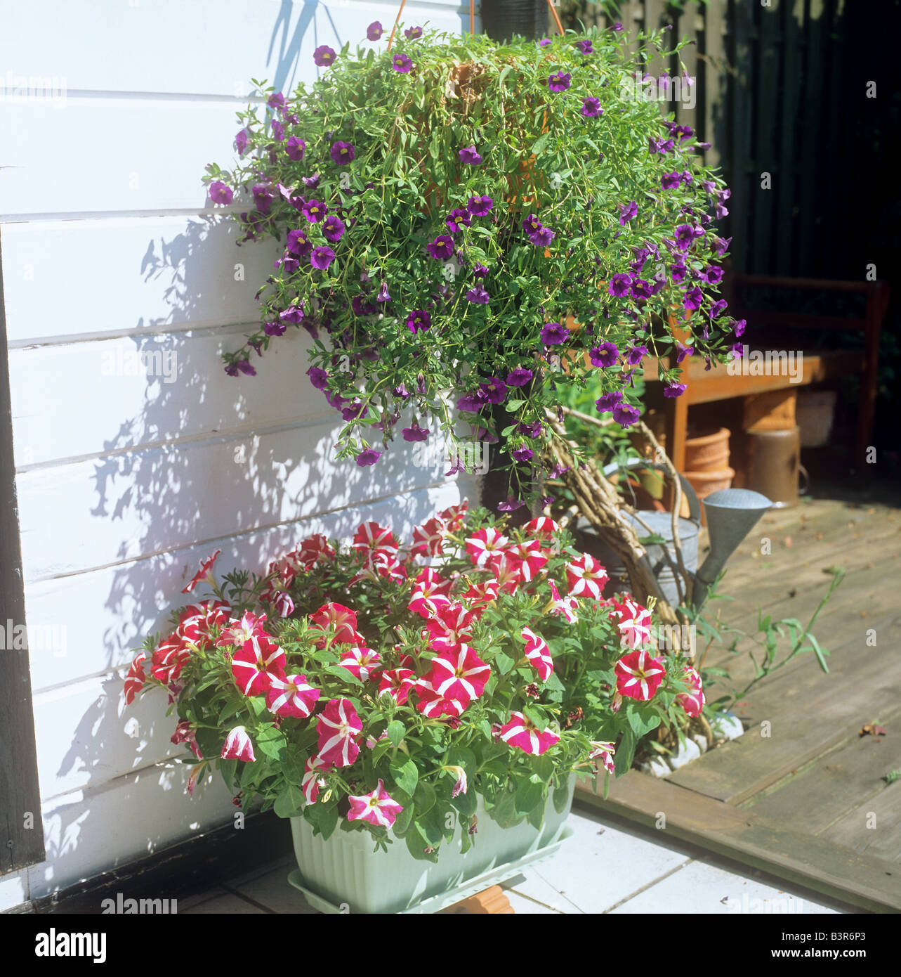 Million bells hanging basket hi-res stock photography and images - Alamy