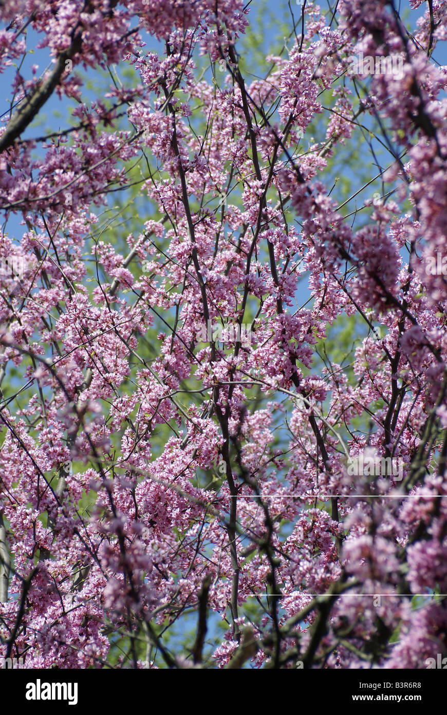 Eastern redbud tree flowering hi-res stock photography and images - Alamy