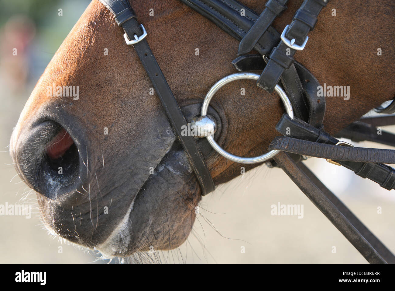 Horse nose - close up Stock Photo - Alamy