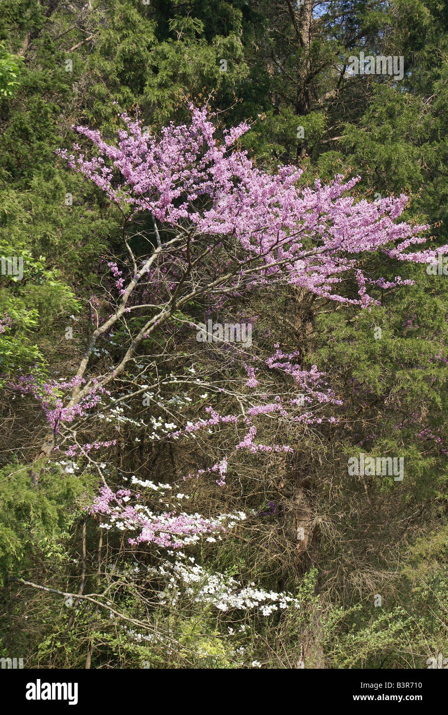 Springtime Flowering Trees Stock Photo - Alamy