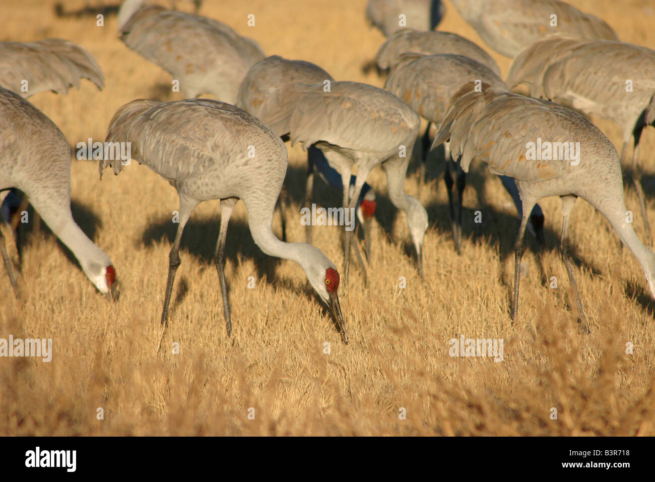 sandhill cranes eating corn in field, southwestern usa, los lunas New ...