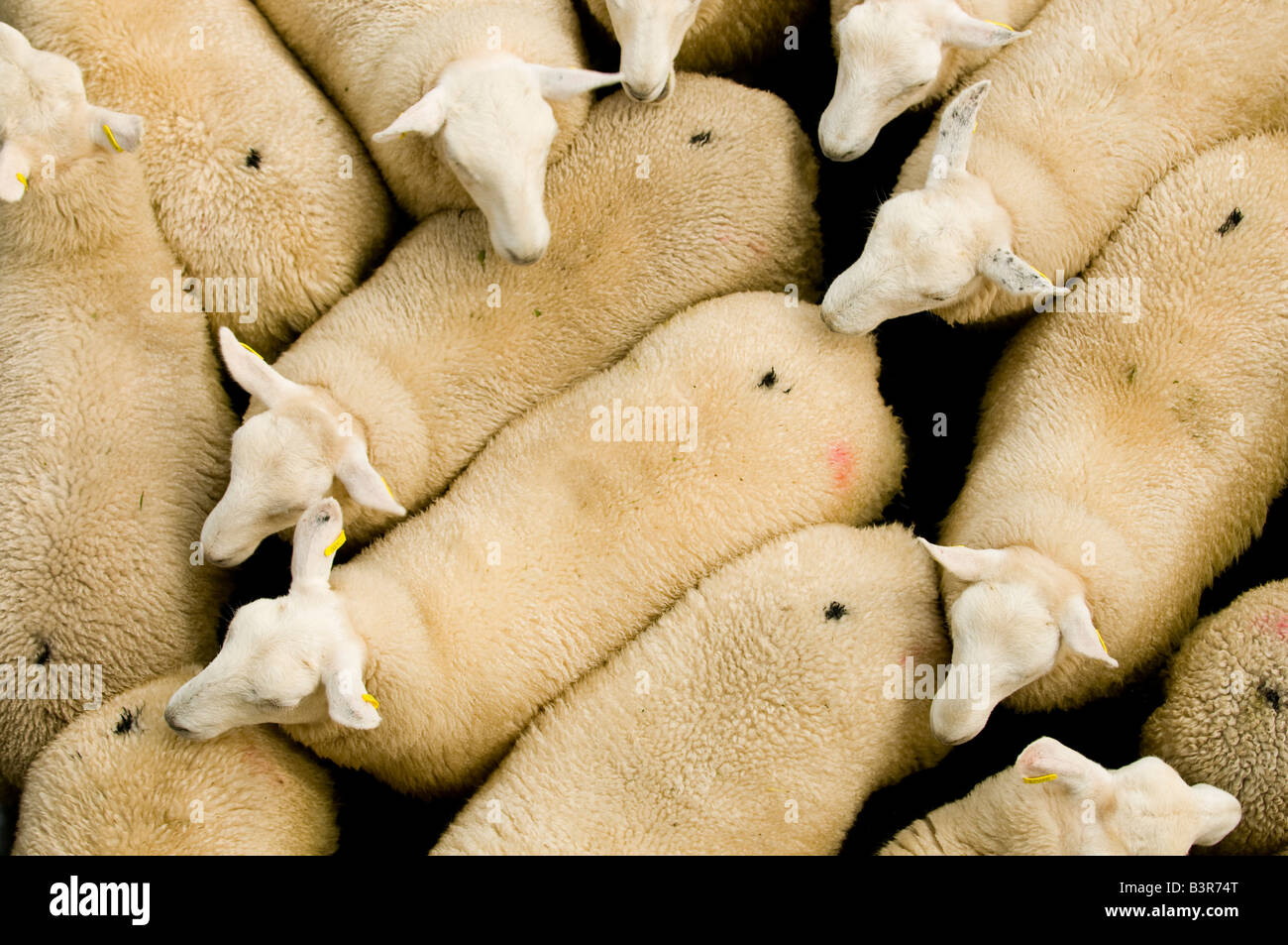 Sale of Cheviot Spring Lambs at Dingwall Mart, Scotland Stock Photo - Alamy