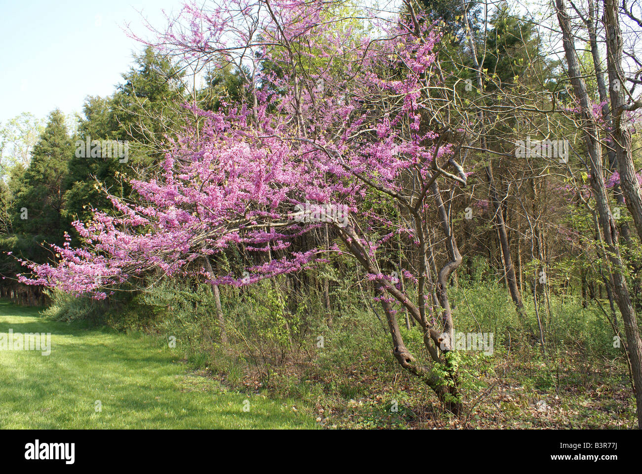 Springtime Flowering Trees Stock Photo - Alamy