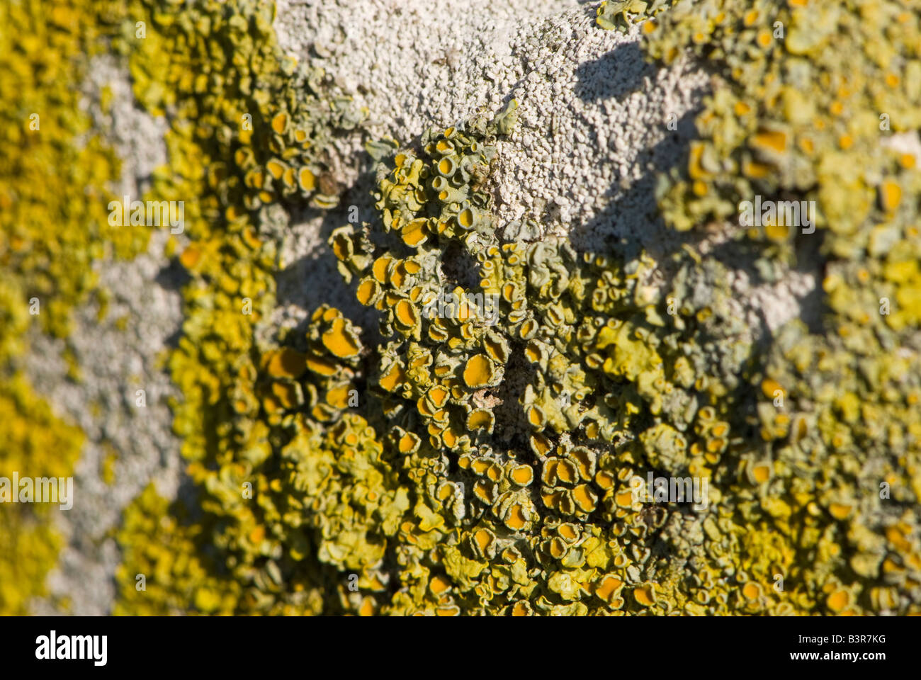 Lichen gravestone hi-res stock photography and images - Alamy