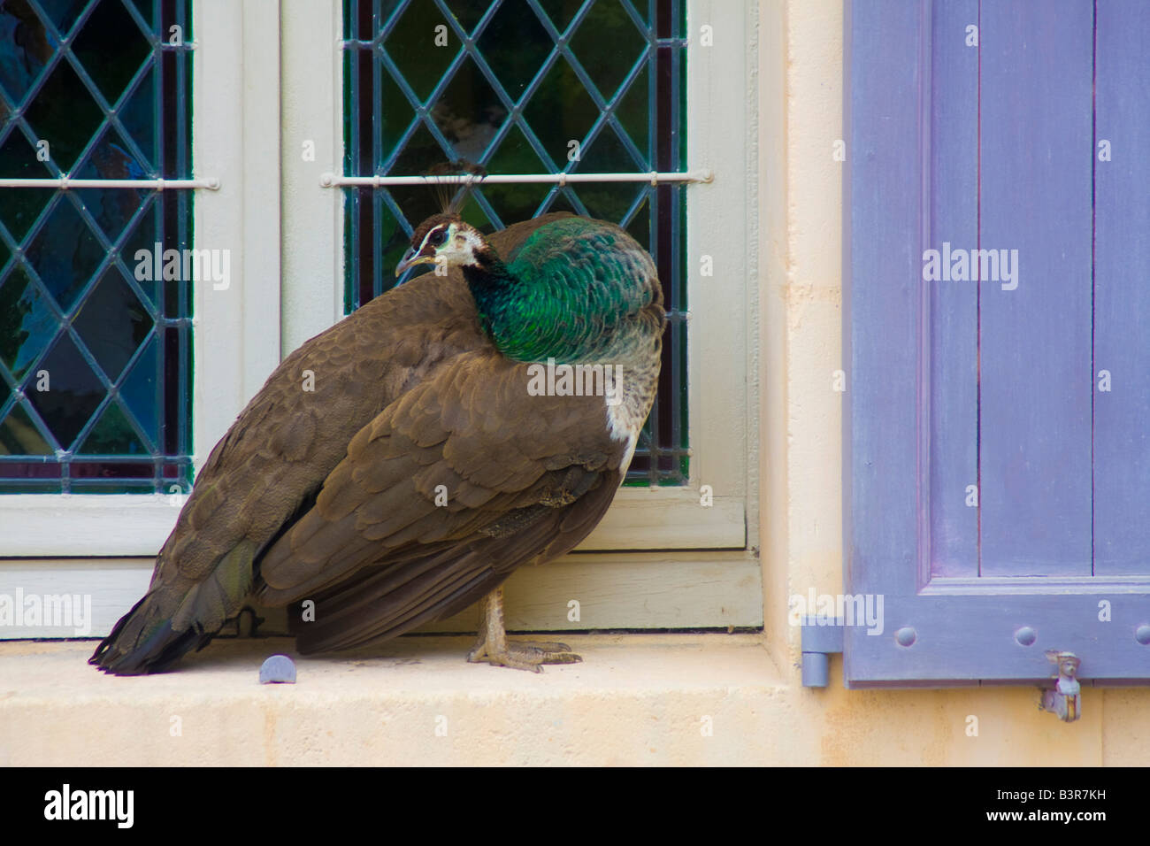 PEACOCK BY WINDOW Stock Photo - Alamy
