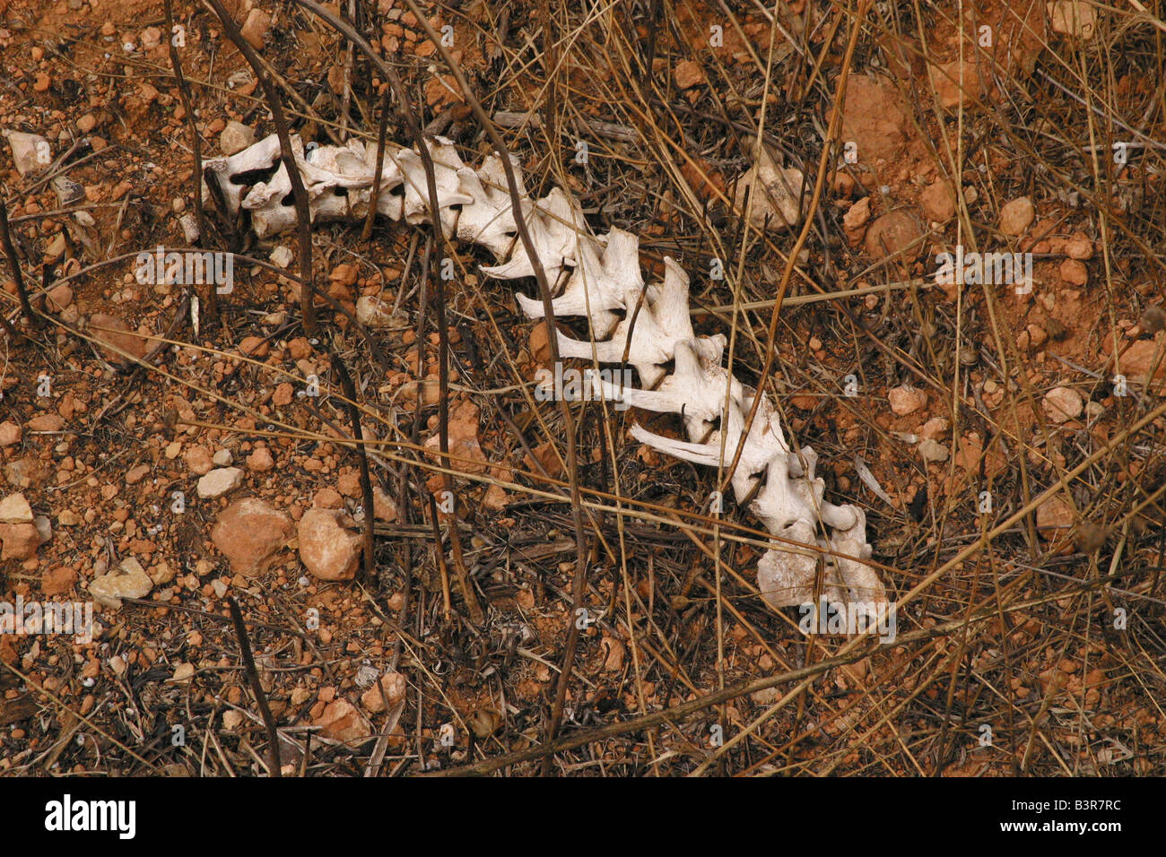 Sheep vertebrae hi-res stock photography and images - Alamy
