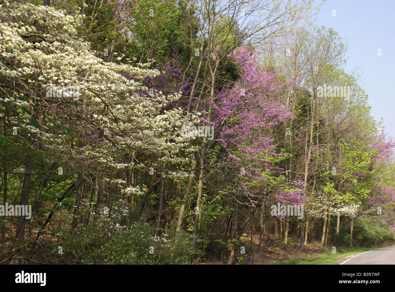 Springtime Flowering Trees Stock Photo - Alamy