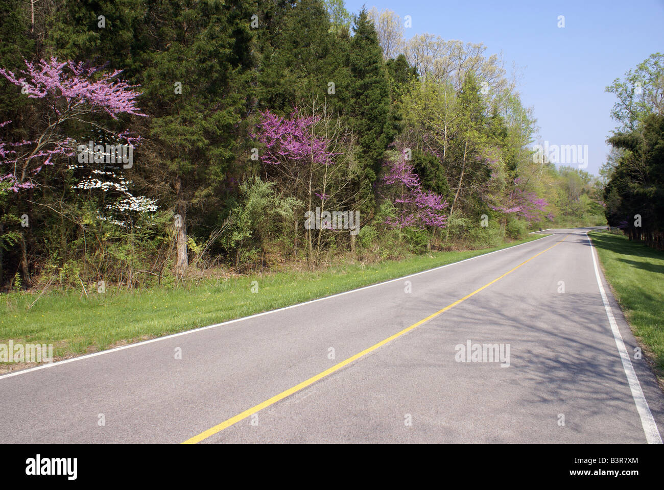Springtime Flowering Trees Stock Photo - Alamy