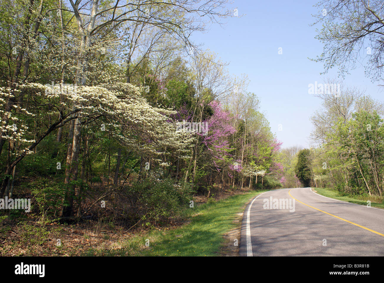Springtime Flowering Trees Stock Photo - Alamy