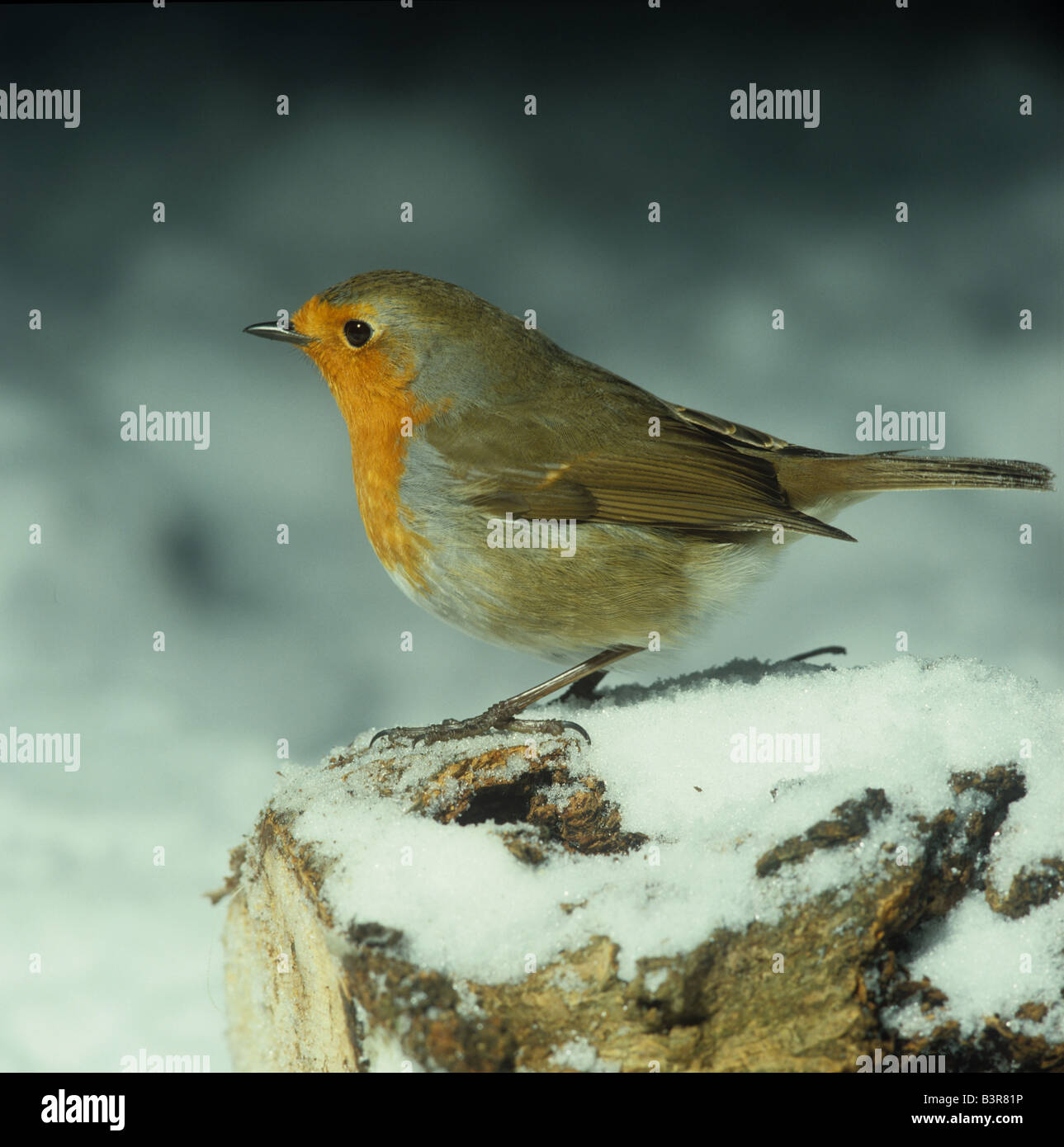 Adult robin on a snow covered log in the garden Stock Photo - Alamy