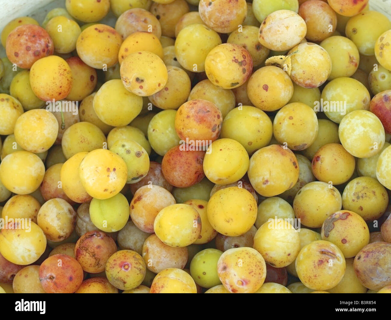 Mirabelle trees prunus domestica syriaca hi-res stock photography and ...