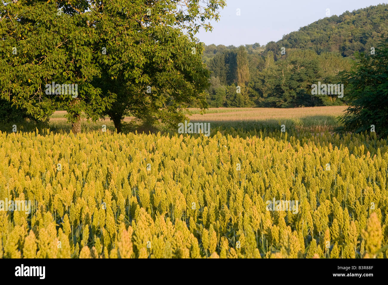 Millet crop rotation hi-res stock photography and images - Alamy