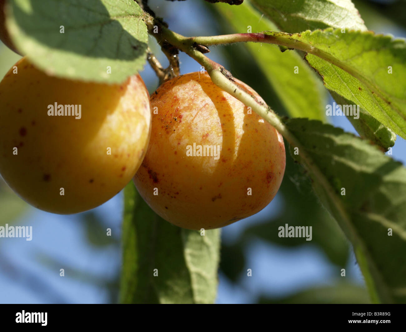 Mirabelle trees prunus domestica syriaca hi-res stock photography and ...