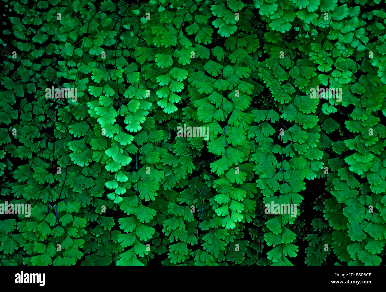 Australian indigenous native abstracts plants plant hi-res stock ...