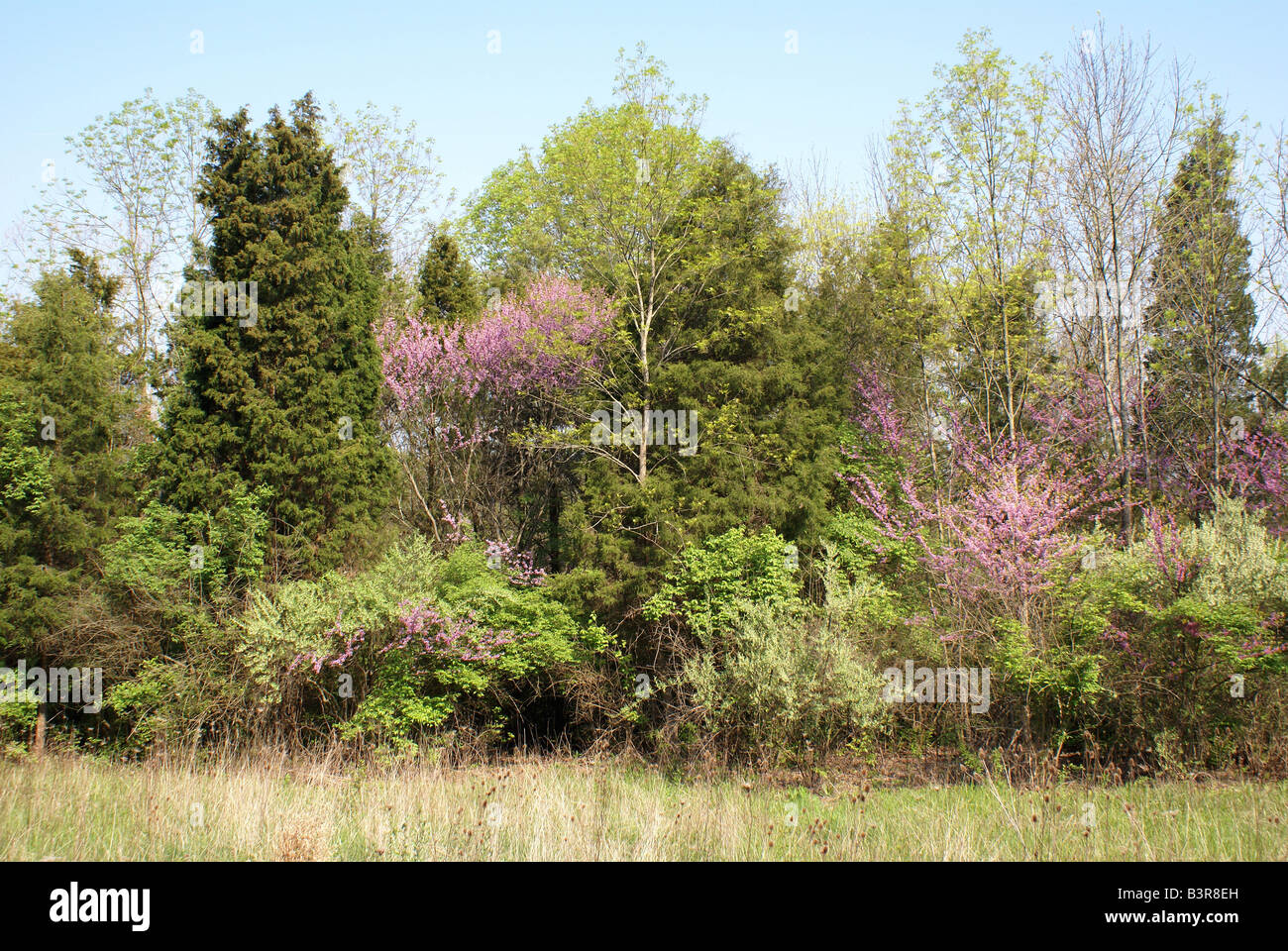 Springtime flowering hi-res stock photography and images - Alamy
