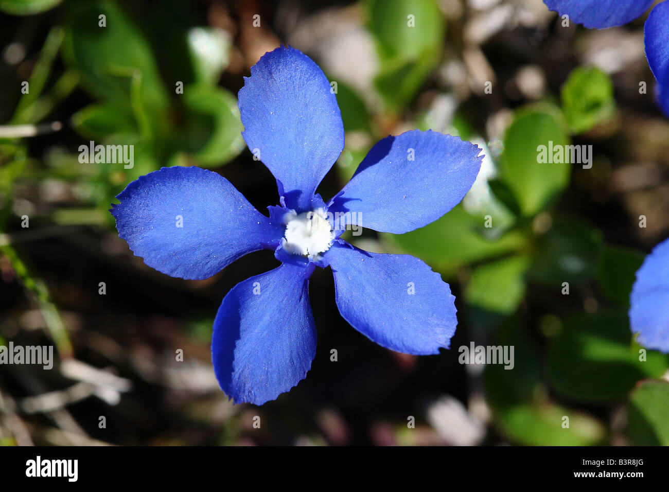spring gentian / Gentiana verna Stock Photo - Alamy