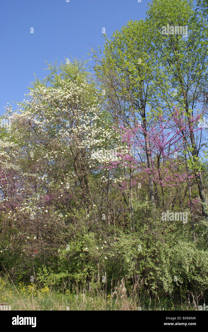 Springtime Flowering Trees Stock Photo - Alamy