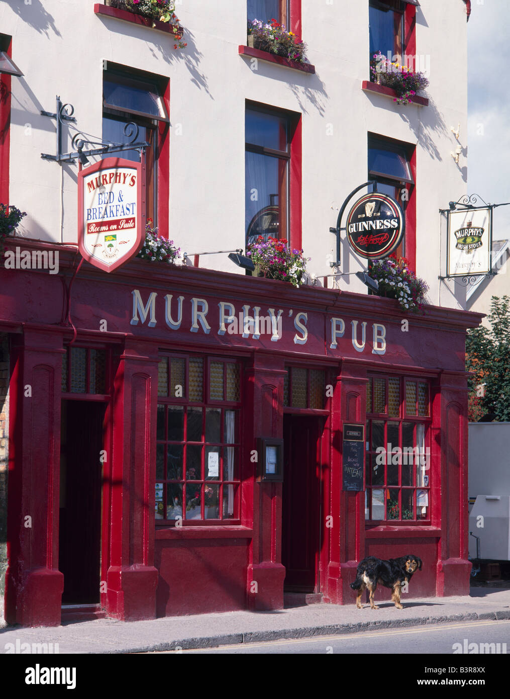 Murphys Pub, Dingle, County Kerry, Munster, Ireland Stock Photo - Alamy