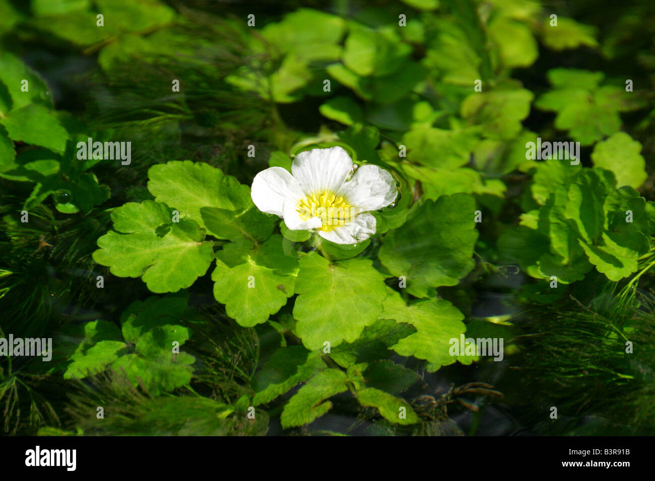 Stream water crowfoot hi-res stock photography and images - Alamy