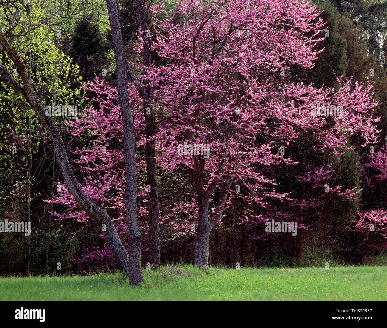 EASTERN REDBUD TREE IN SPRING BLOOM, WARFIELD RIDGE, GETTYSBURG ...
