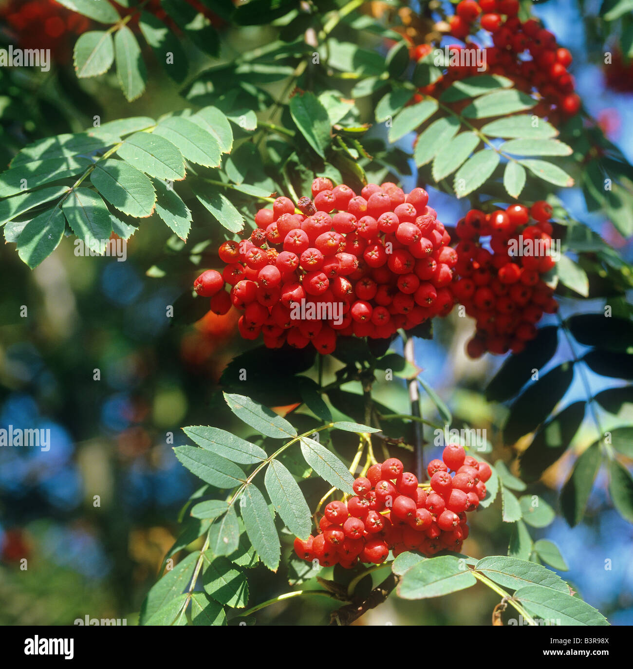 European Rowan - Rowan berries / Sorbus aucuparia Stock Photo - Alamy