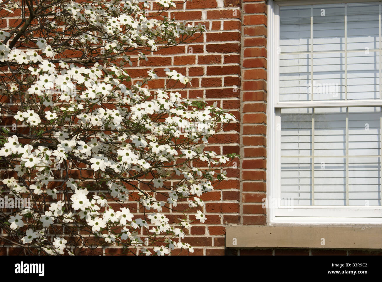 View window flowering tree hi-res stock photography and images - Alamy