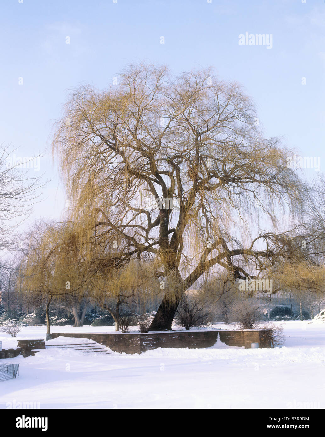 Babylon willow in the snow / Salix babylonica Stock Photo - Alamy