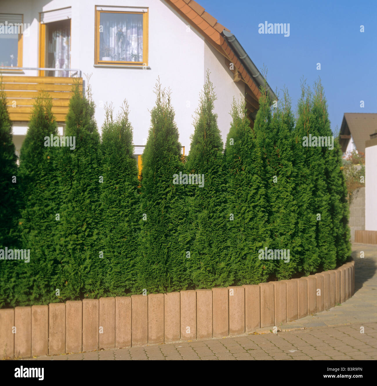 thujas in front of house / Thuja occidentalis Stock Photo - Alamy