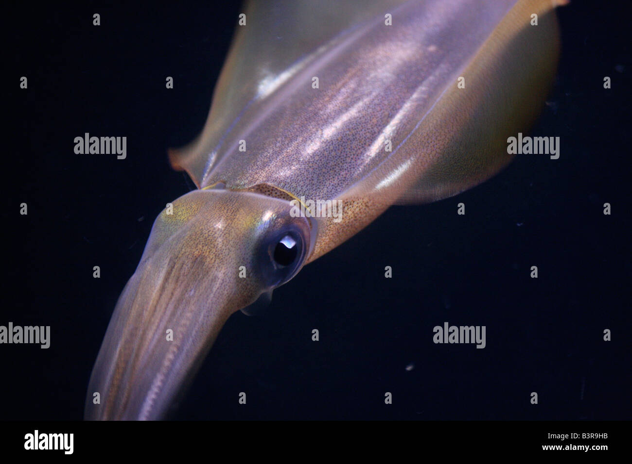 Squid close hi-res stock photography and images - Alamy