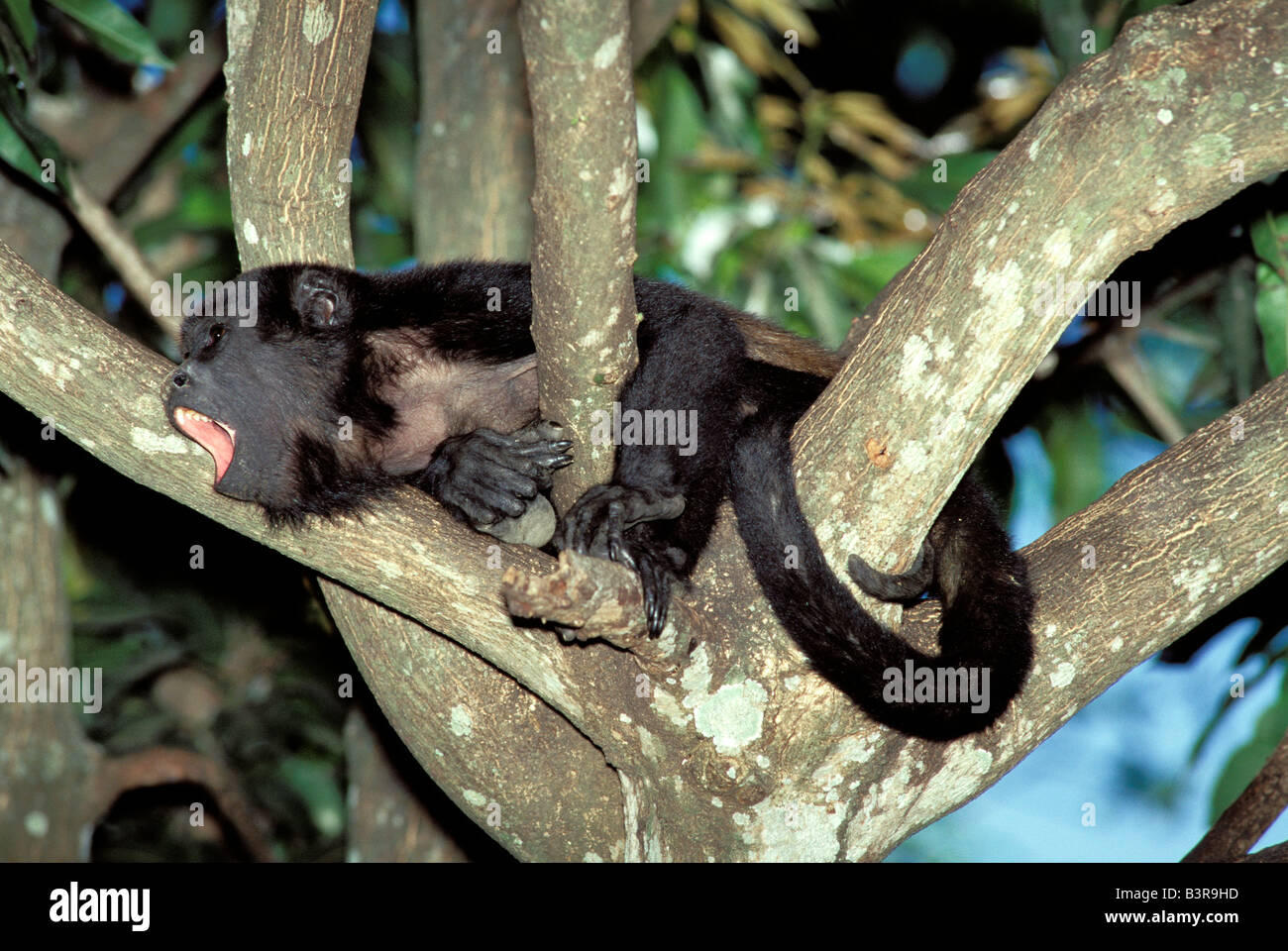 Mantled Howler Monkey Alouatta palliata San Jose COSTA RICA Adult April ...