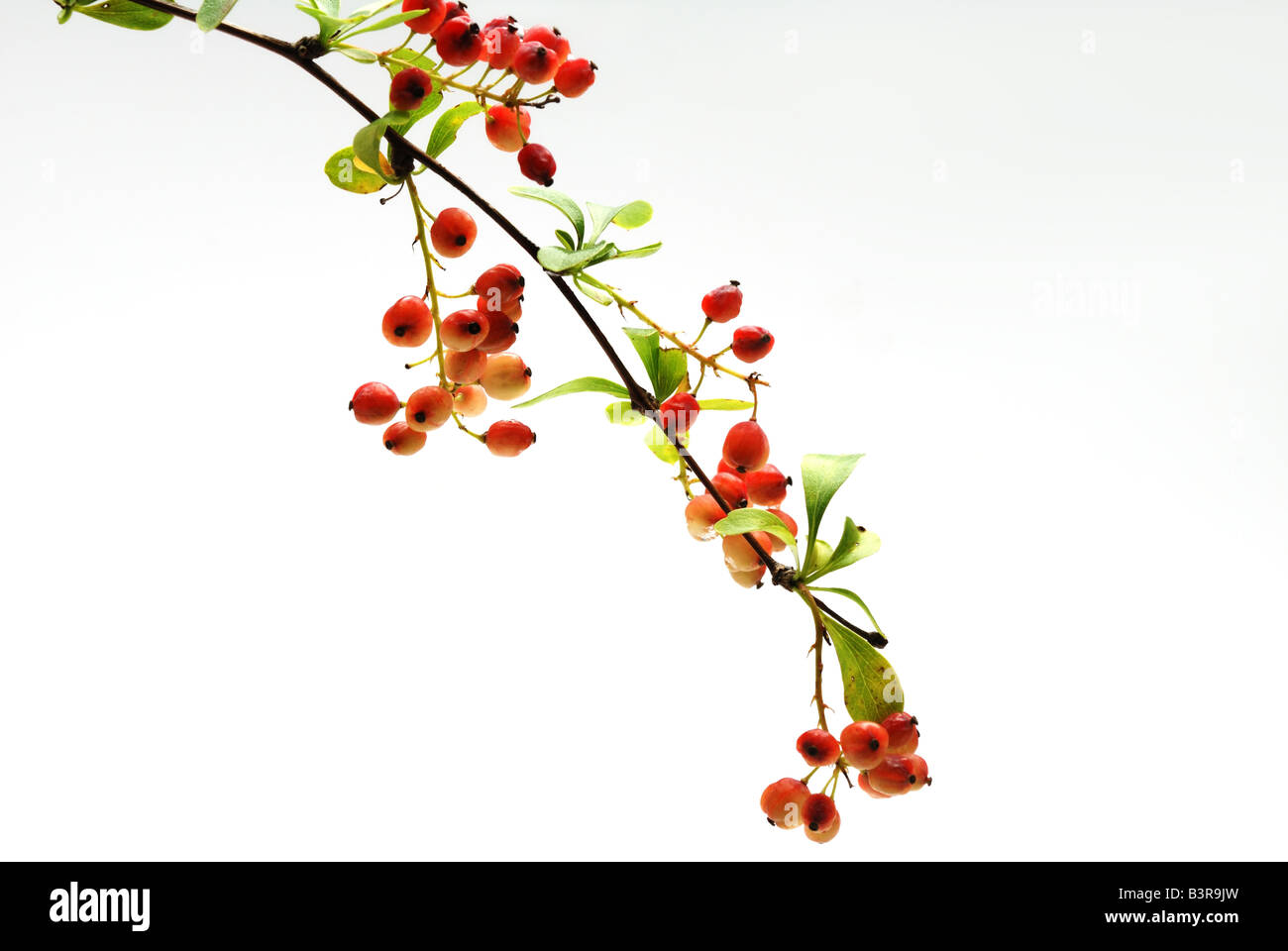 Small round fruits hi-res stock photography and images - Alamy