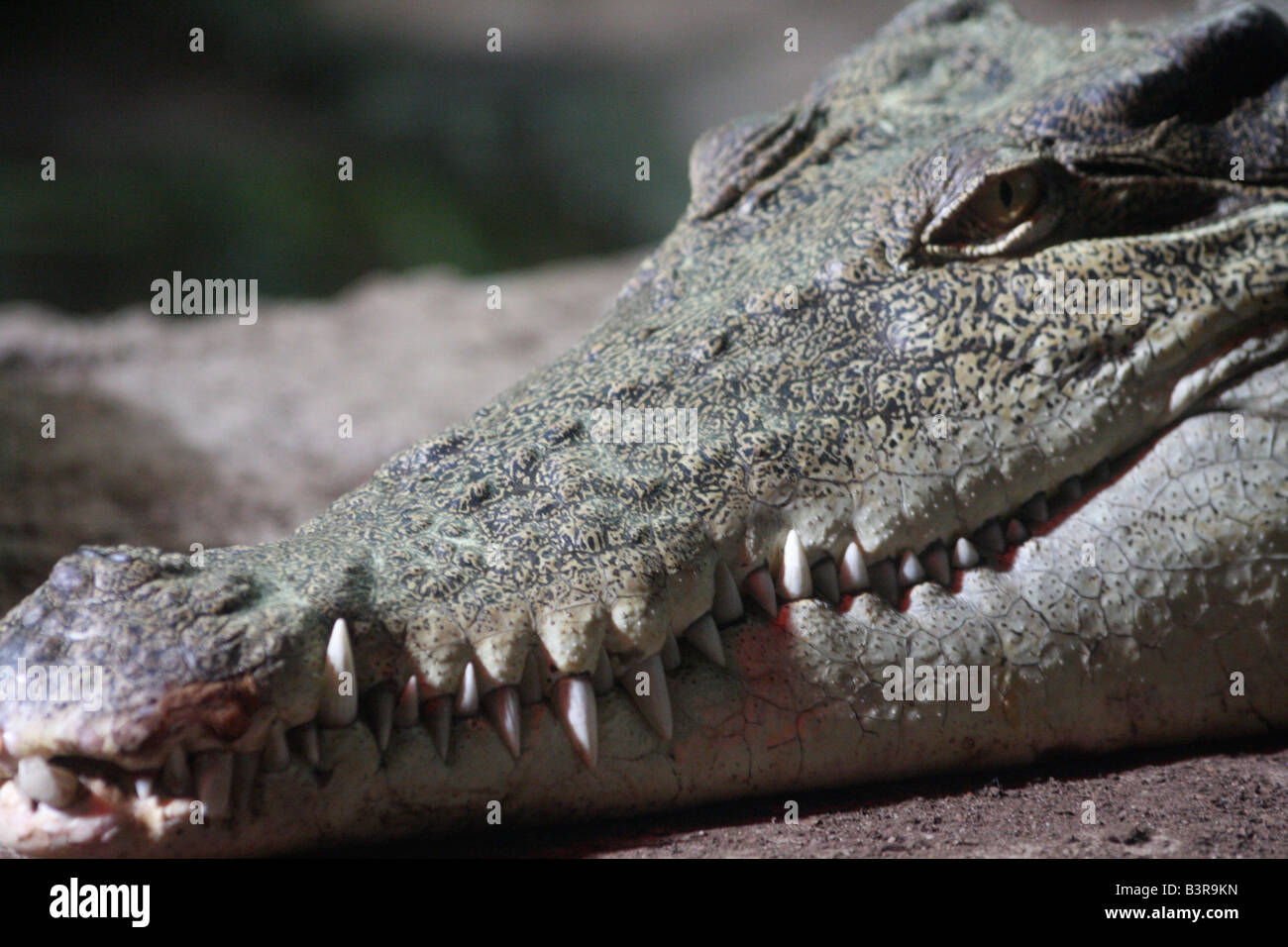 Crocodile aquarium hi-res stock photography and images - Alamy