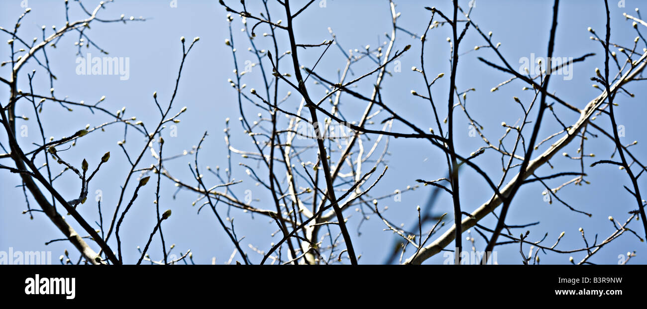 Panorama of budding cherry trees on a spring day Stock Photo - Alamy