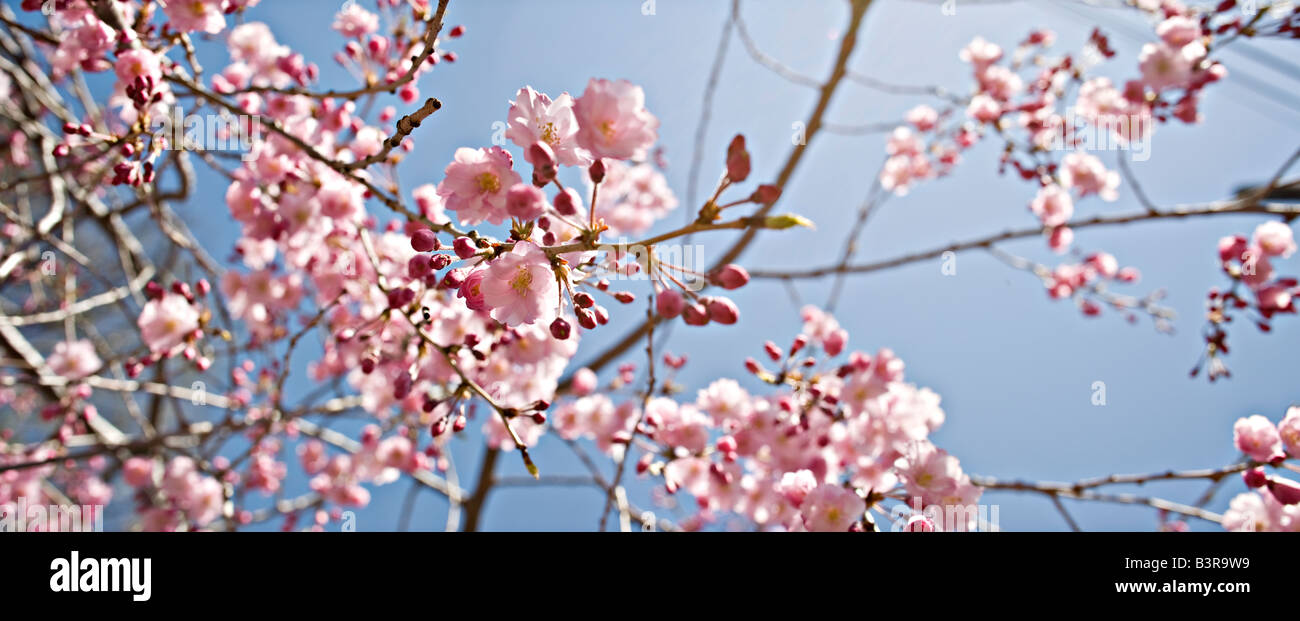 Panorama of budding cherry trees on a spring day Stock Photo - Alamy