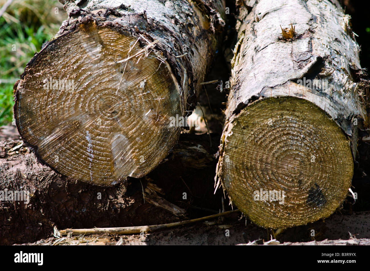 Pair of sawn pine logs showing aging rings Stock Photo - Alamy