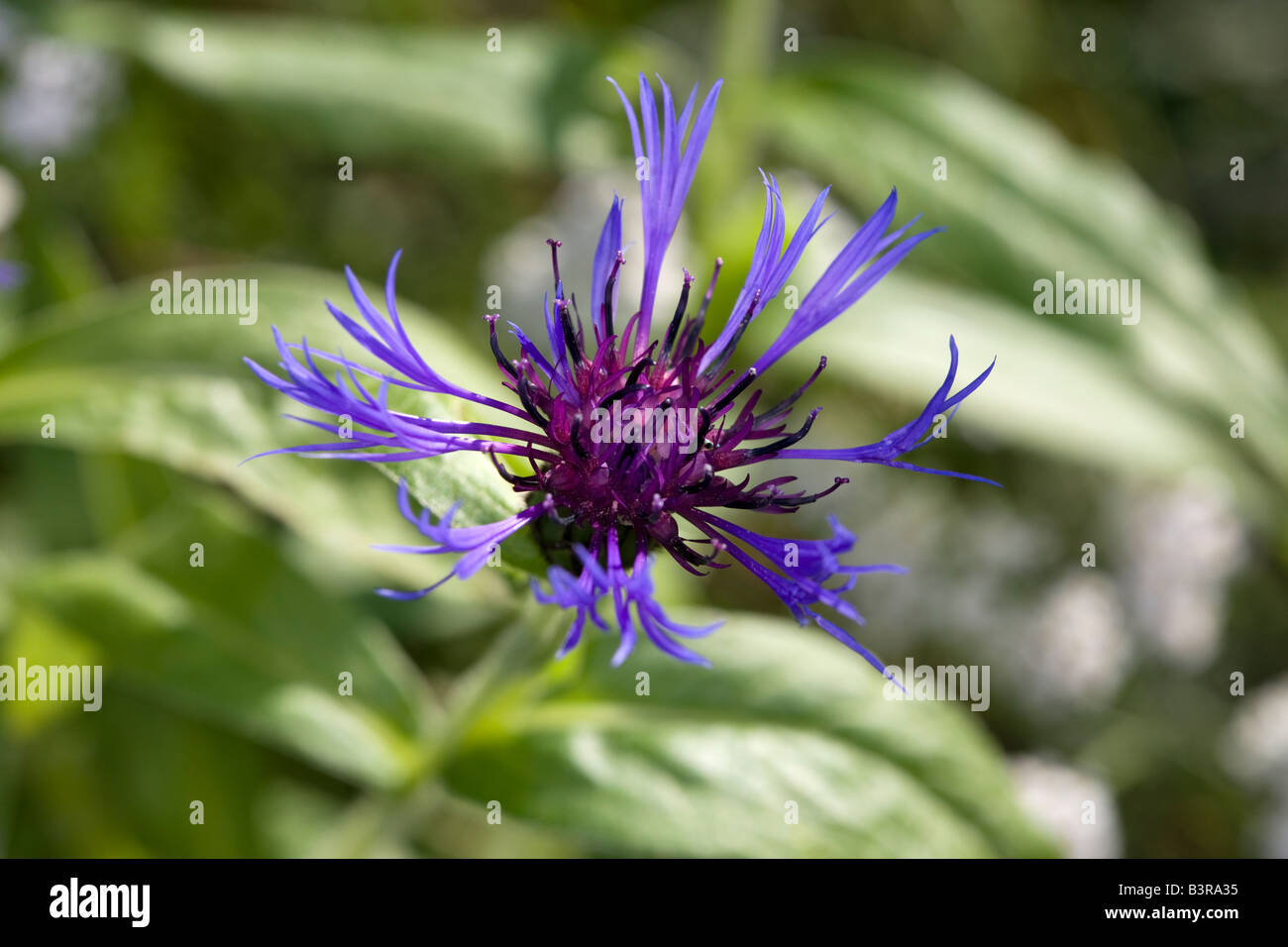Mountain bluet (Centaurea montana Stock Photo - Alamy