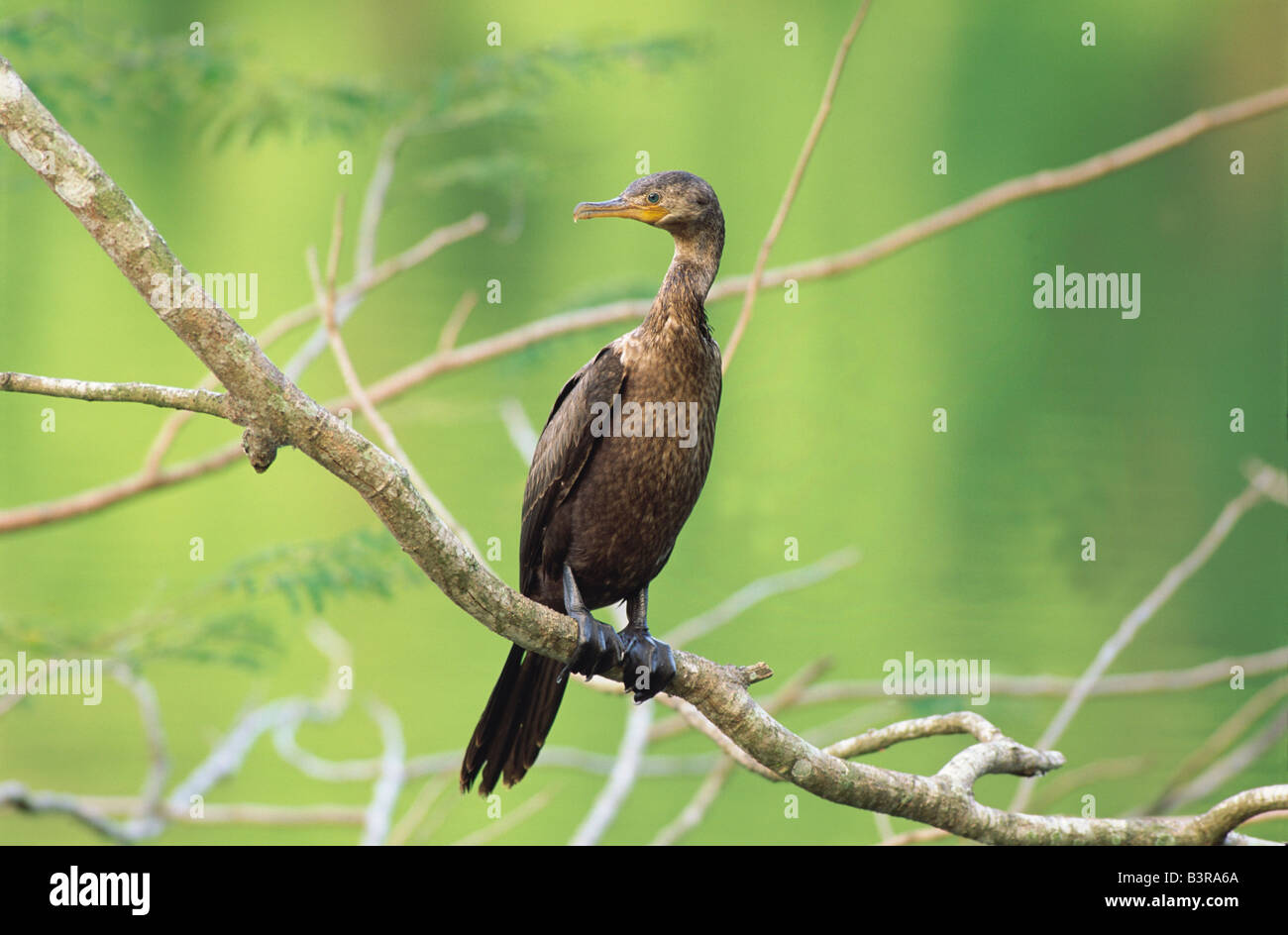 Neotropic Cormorant Phalacrocorax brasilianus Trinidad WEST INDIES ...